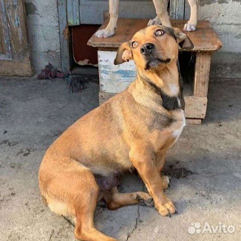 Полутакса ищет дом