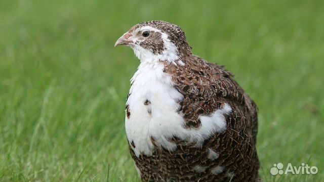 Самцы Селадона и Техасского перепела