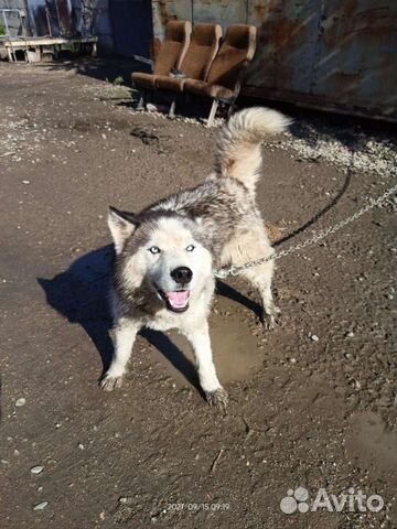 Аляскинский маламут