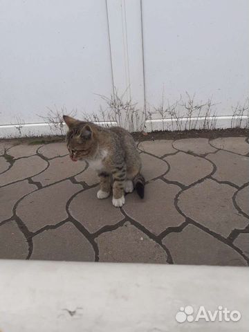 Котенок