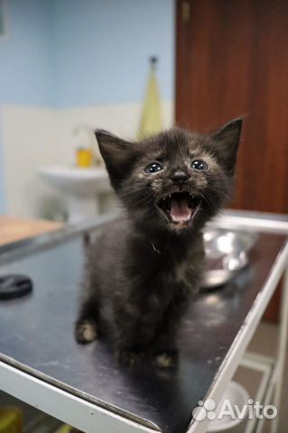 Котята и кошечка ищут дом