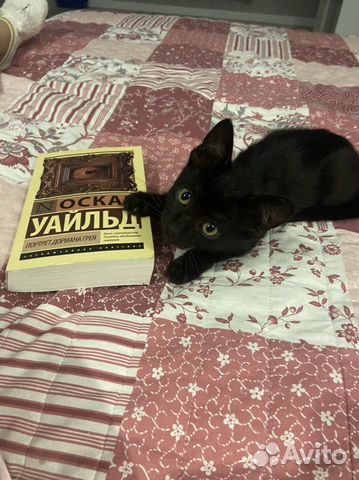 Чудесный котёнок