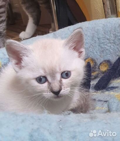 Котята метис сфинкс
