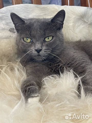 Фенотип британки в добрые руки