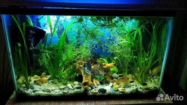 Аквариум с рыбками, декором и оборудованием