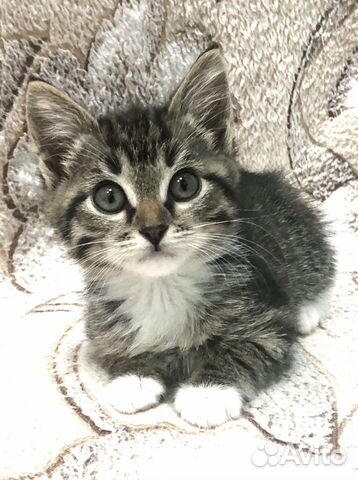 Котенок в добрые руки