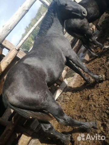 Молодняк кобылы