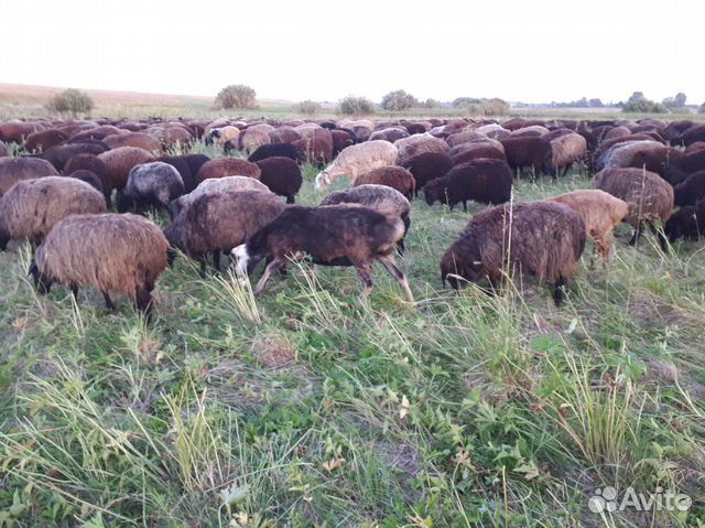 Курдючные бараны, овцы, на Курбан, акика, парное м