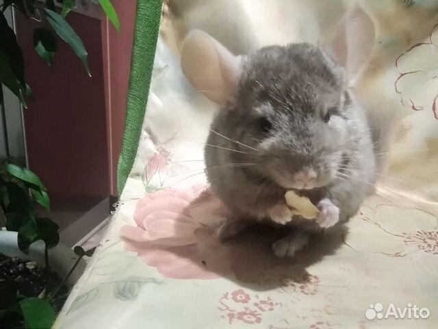 Шиншилла девочка