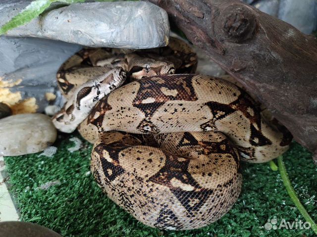 Пара императорских удавов