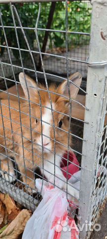 Декоративные кролики