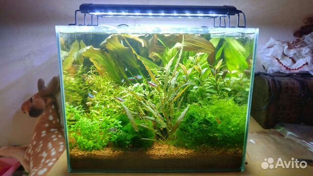 Аквариум cube 50 л с обитателями