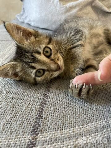 Котята готовы к переезду