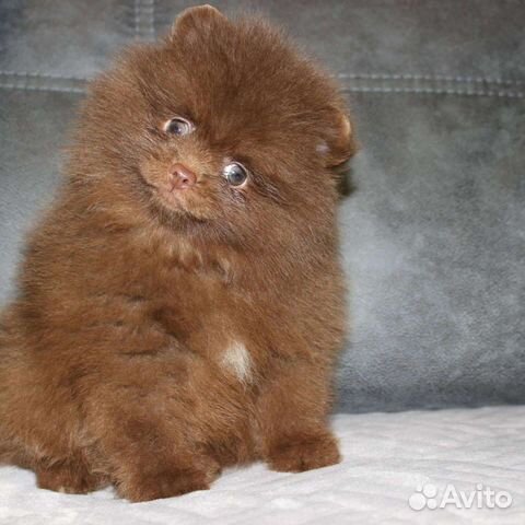 Шикарные мишки помы