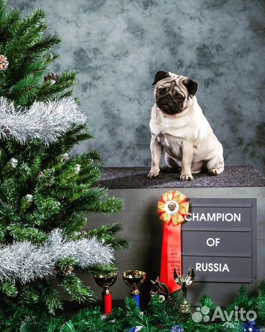 Вязка кобель мопс Чемпион России