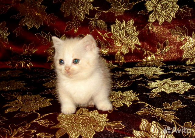 Манчкин котик