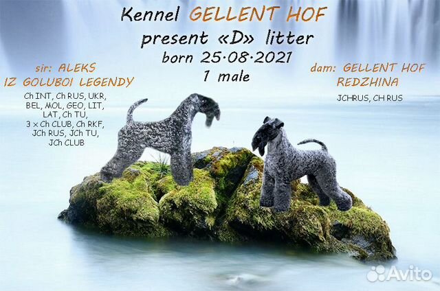 Щенок Керри-Блю-терьера, кобель