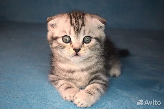 Шотландский вислоухий котенок