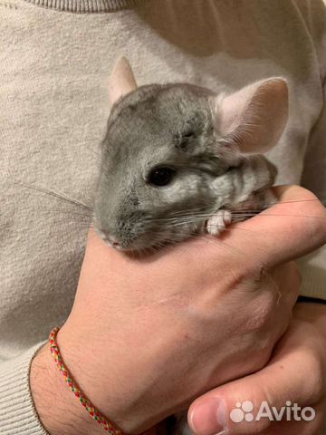 Шиншилла с клеткой-витриной