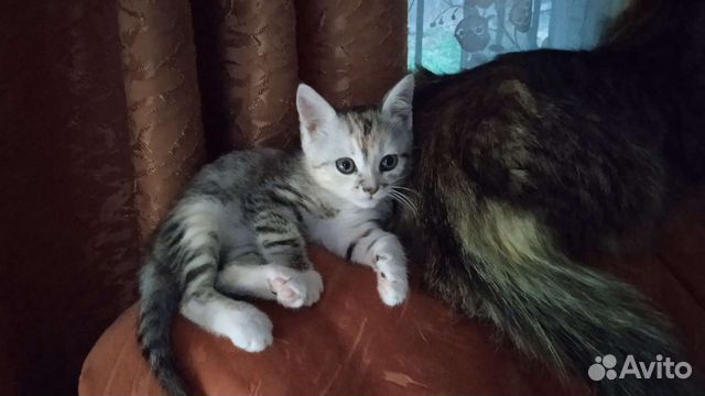 В добрые руки