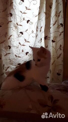 Трёхцветная кошечка от Сибиряка