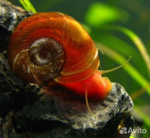 Улитка Катушка роговая красная