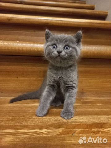 Шотландские прямоухие котята