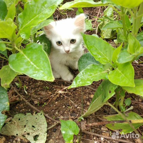 Котенок