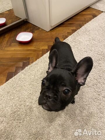 Французский бульдог щенок девочка