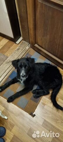 Нашлась собака