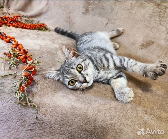 Полосатое чудо очень хочет найти свою семью