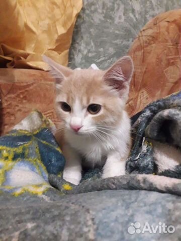 Котенок в добрые и заботливые руки