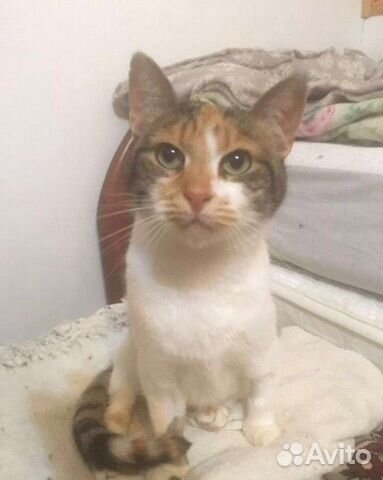 Кошка Лизавета в квартиру