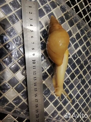 Отдам в добрые руки Улитку "Гэри"