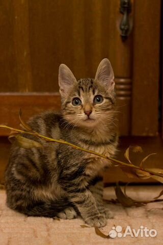 Котенок, девочка в добрые руки 3 мес. Белка