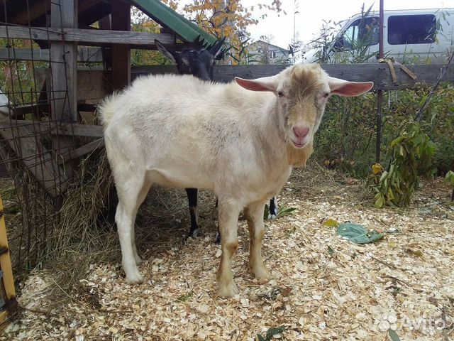 Козел вязка