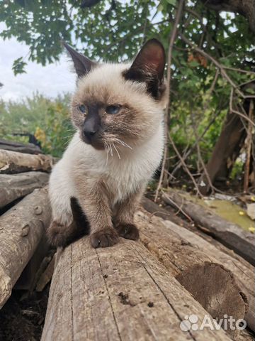 Продаётся котёнок