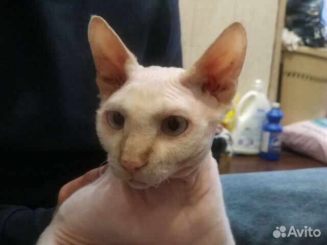 Канадский сфинкс вязка