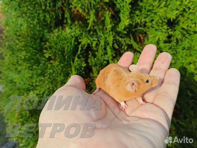 Мышь декоративная девочка тигровый триколор