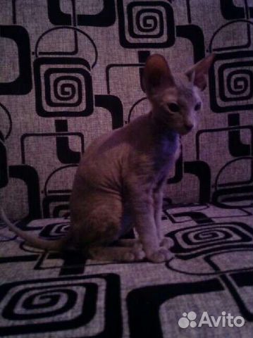 Котята петерболды