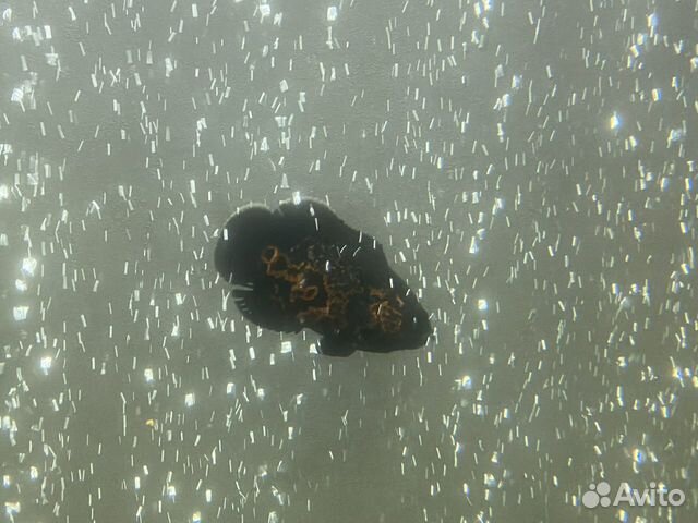 Астронотус