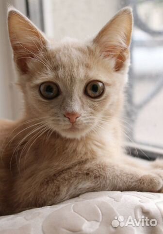 Котенок Персея ищит дом