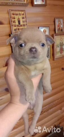 Щенки чихуахуа