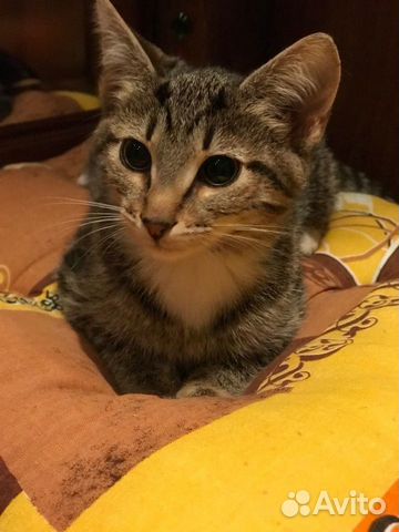 Европейская