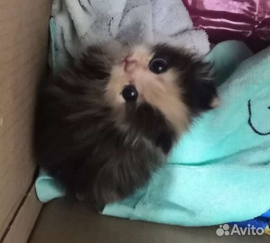 Трехцветный котенок хочет любви тепла и ласки