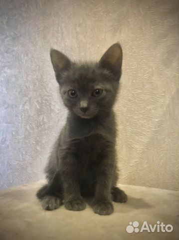 Котята русской голубой