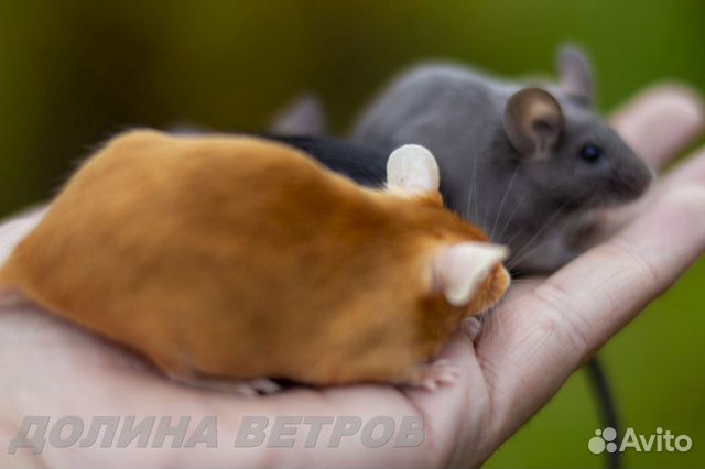 Ручные декоративные мышки