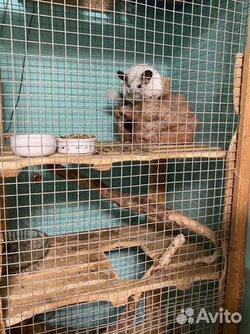 Шиншилла с клеткой
