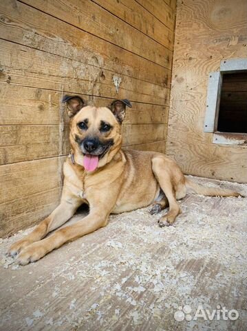 Собака погибнет в приюте