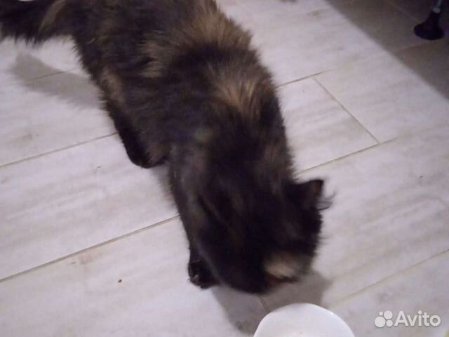 Персидская кошка